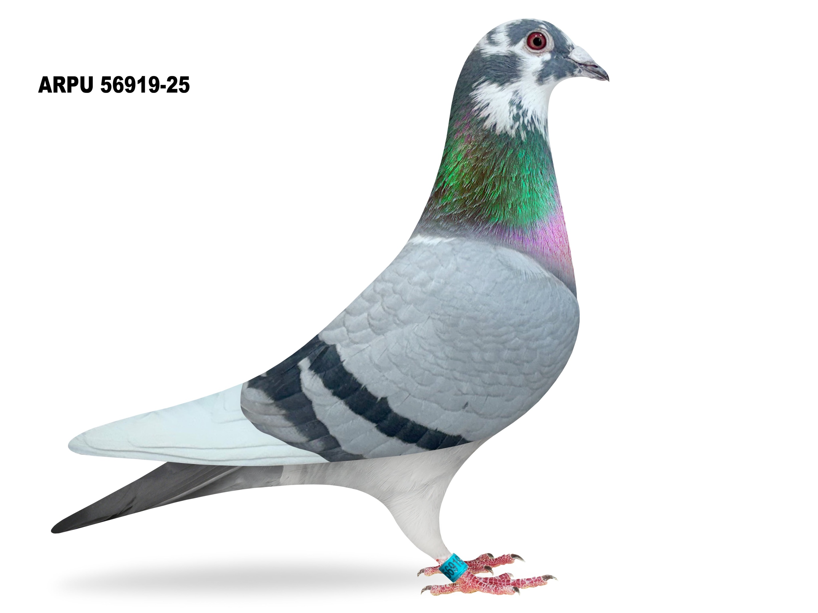 iPigeon.com - Racing Pigeon Auction