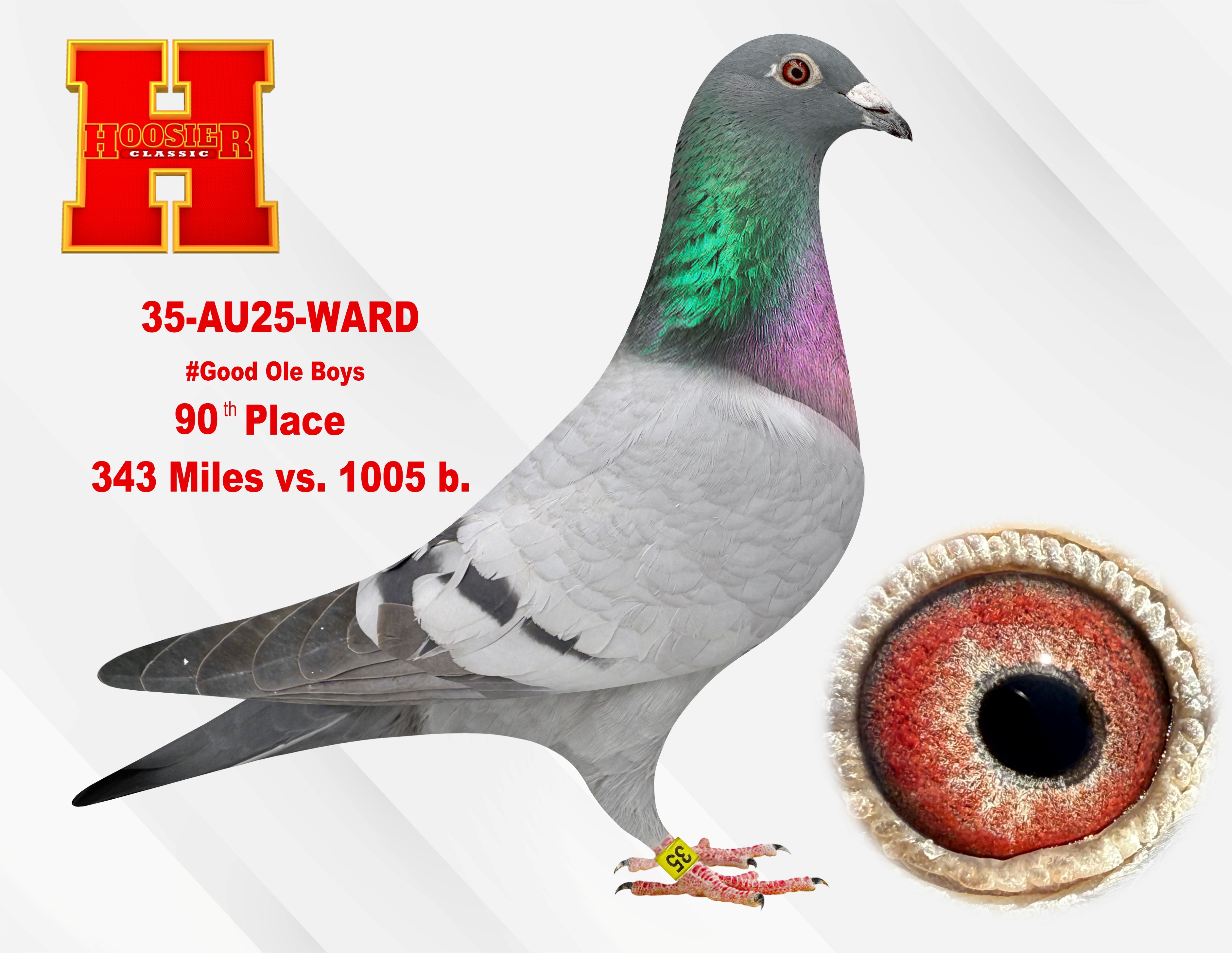 iPigeon.com - Racing Pigeon Auction