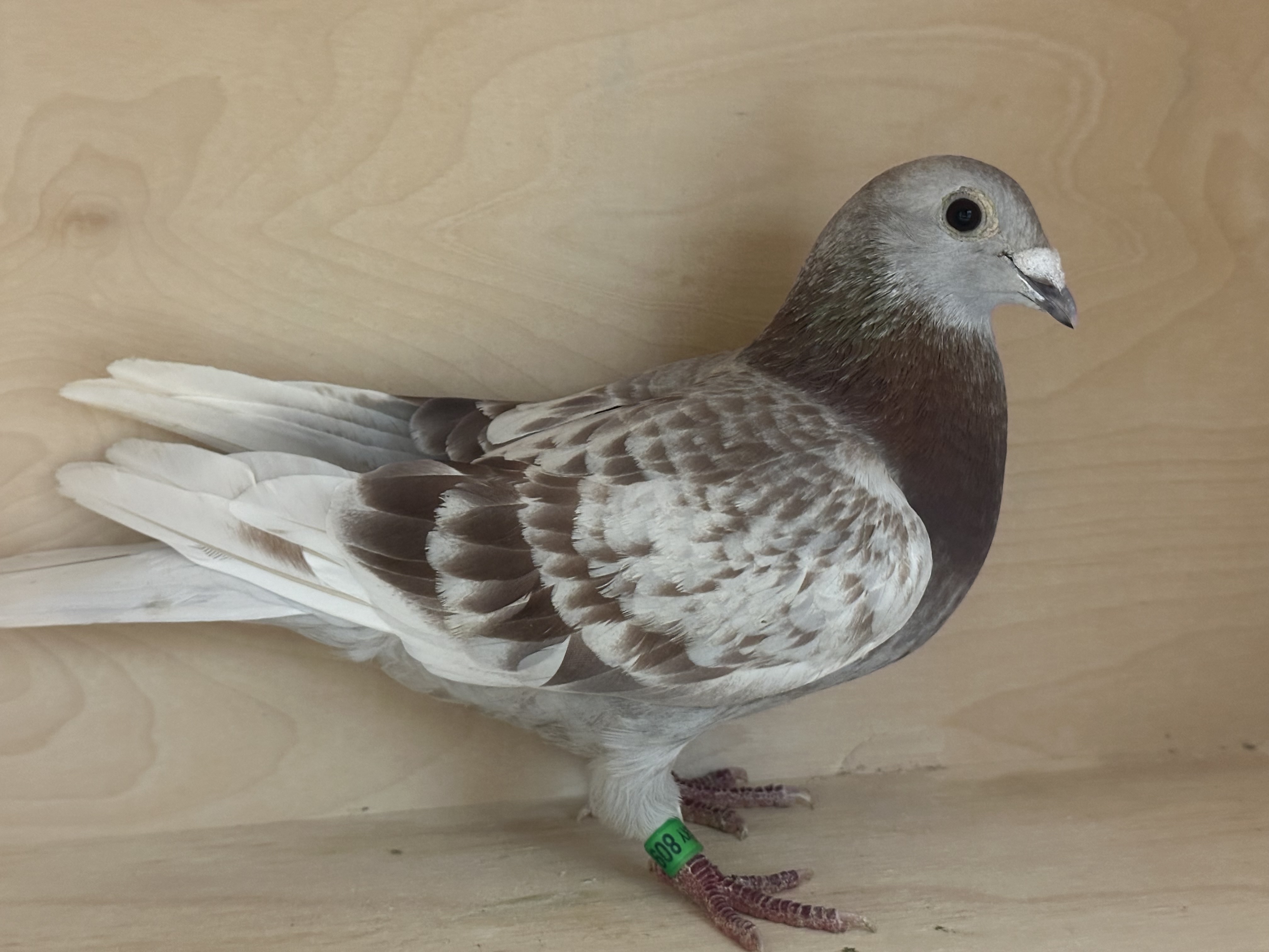 iPigeon.com - Racing Pigeon Auction