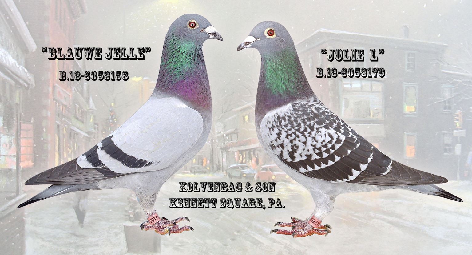 iPigeon.com - Racing Pigeon Auction