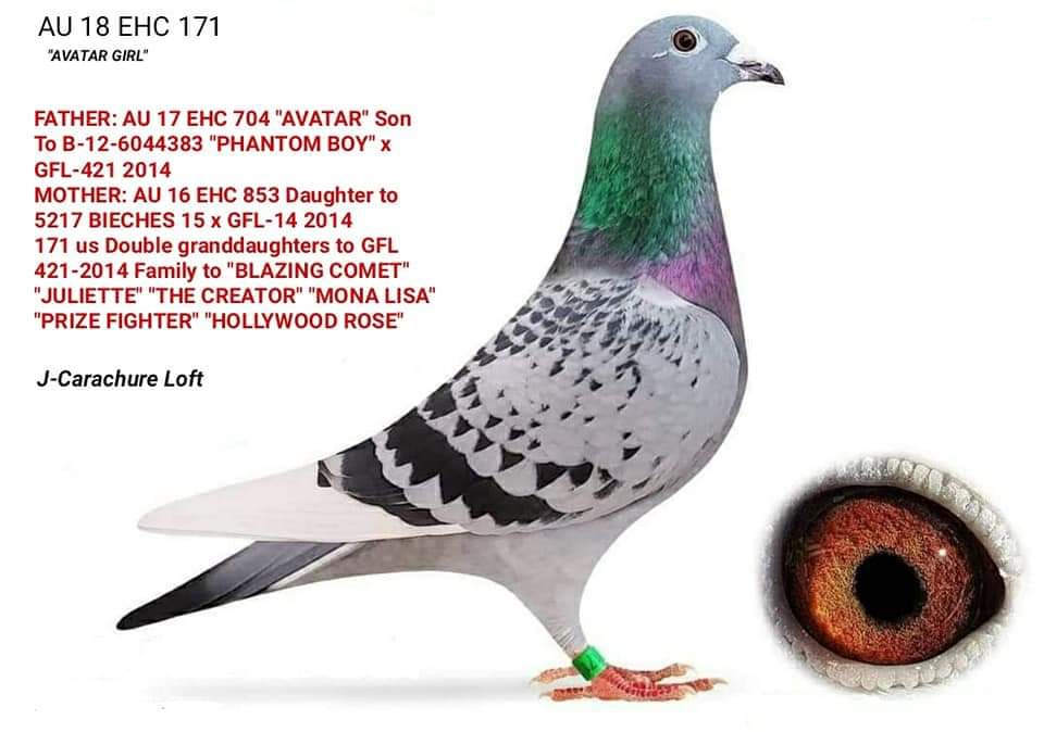 iPigeon.com - Racing Pigeon Auction
