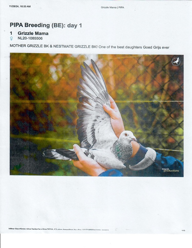 iPigeon.com - Racing Pigeon Auction