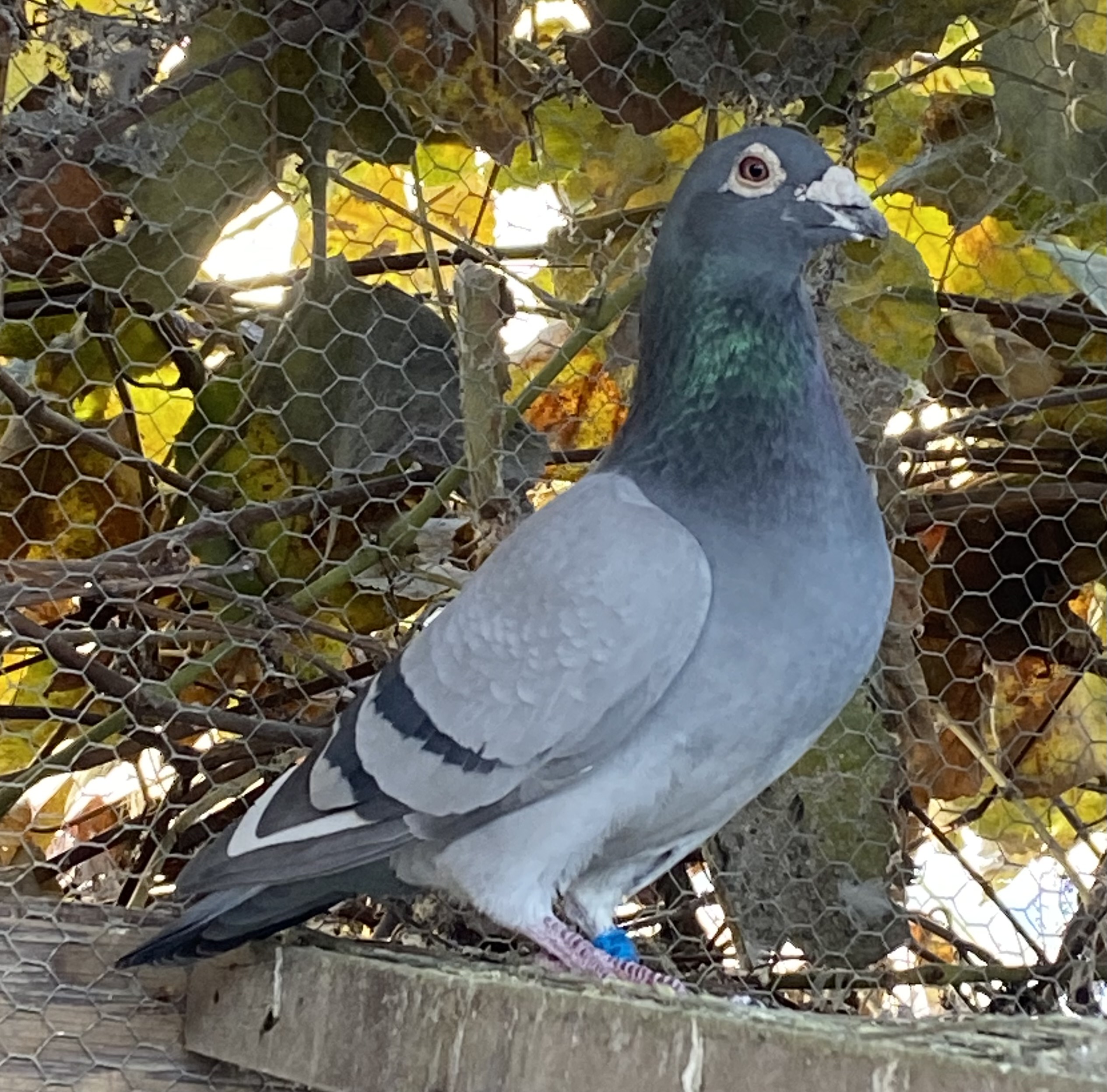 iPigeon.com - Racing Pigeon Auction