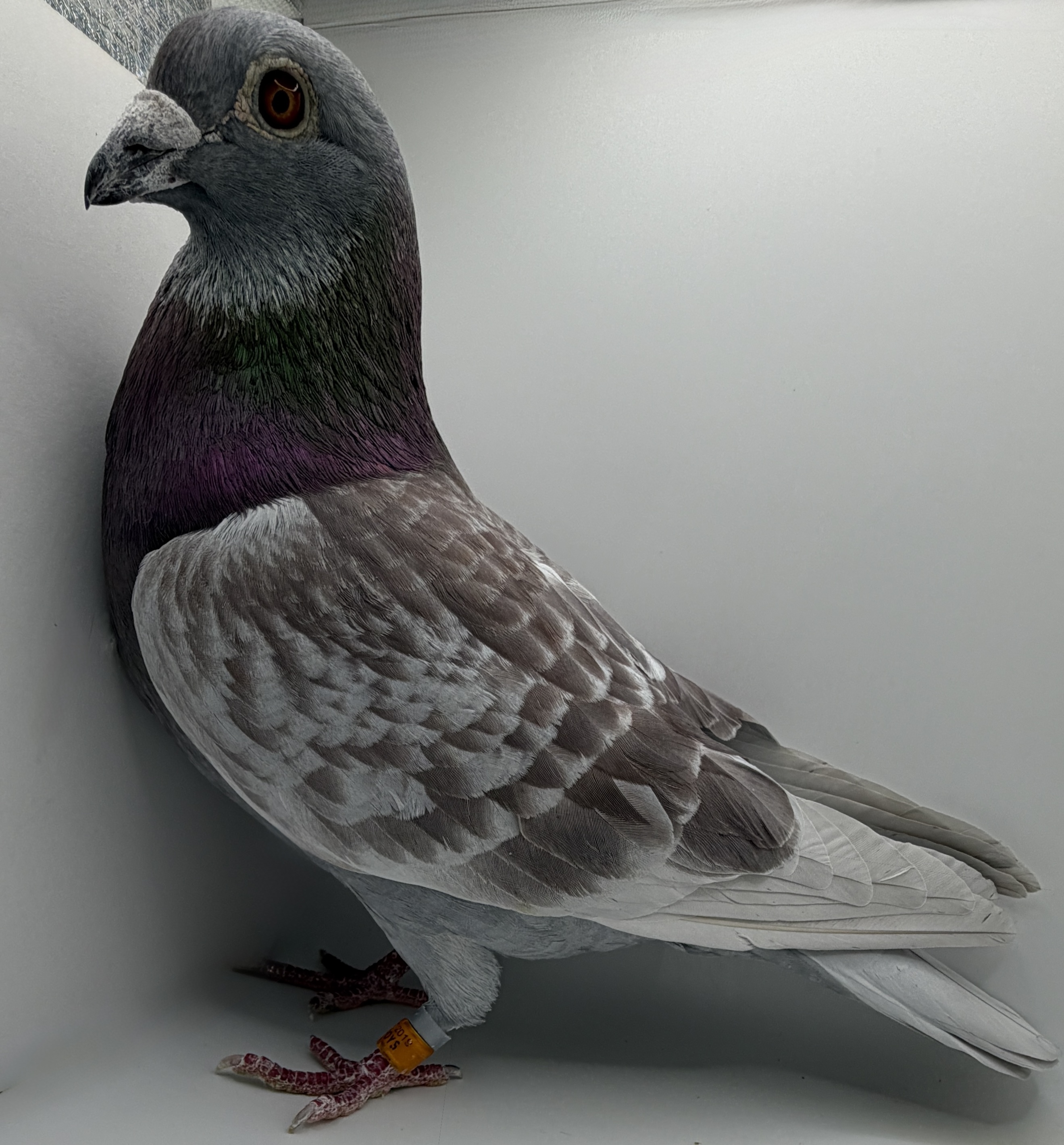 iPigeon.com - Racing Pigeon Auction