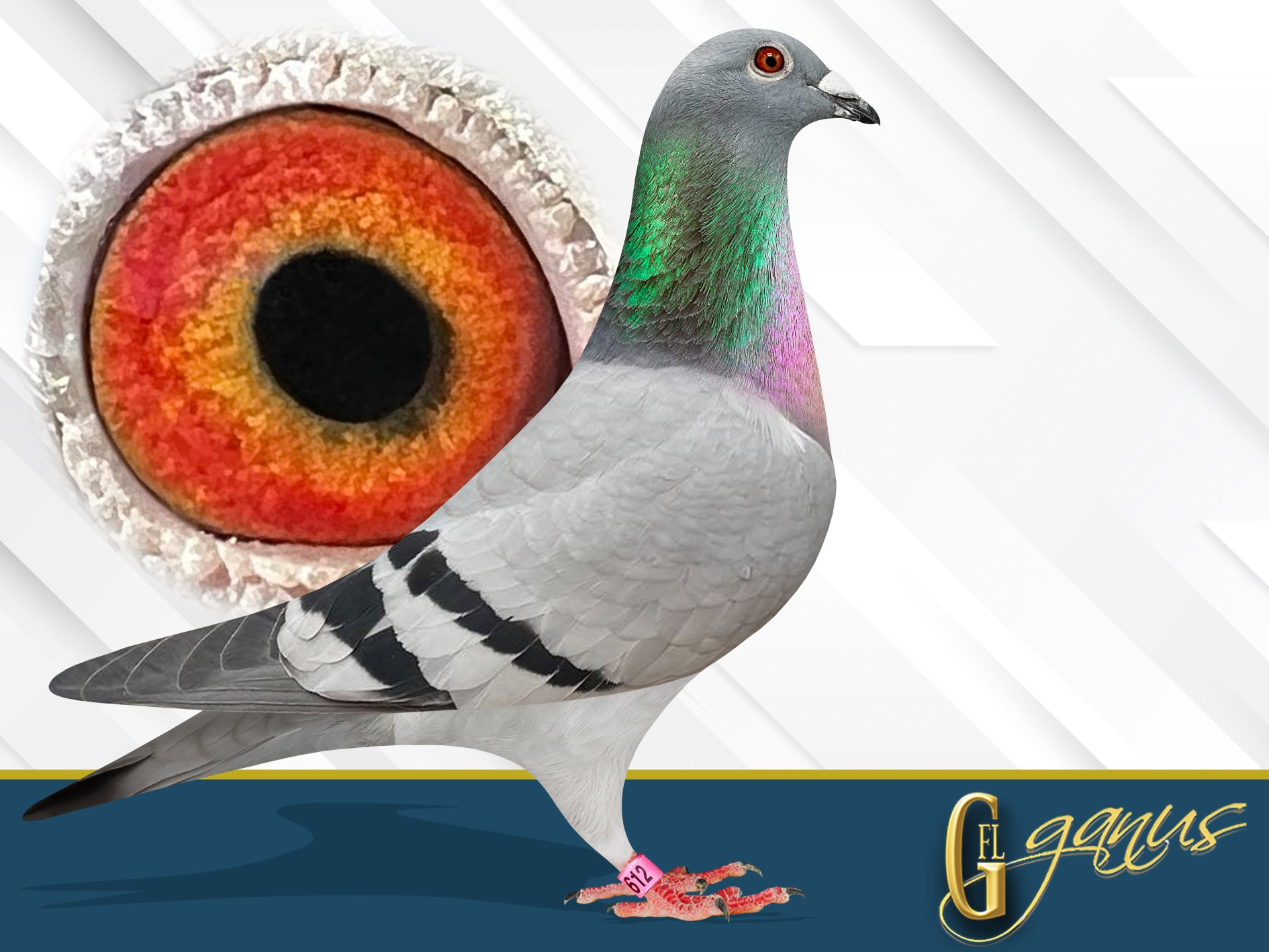 iPigeon.com - Racing Pigeon Auction