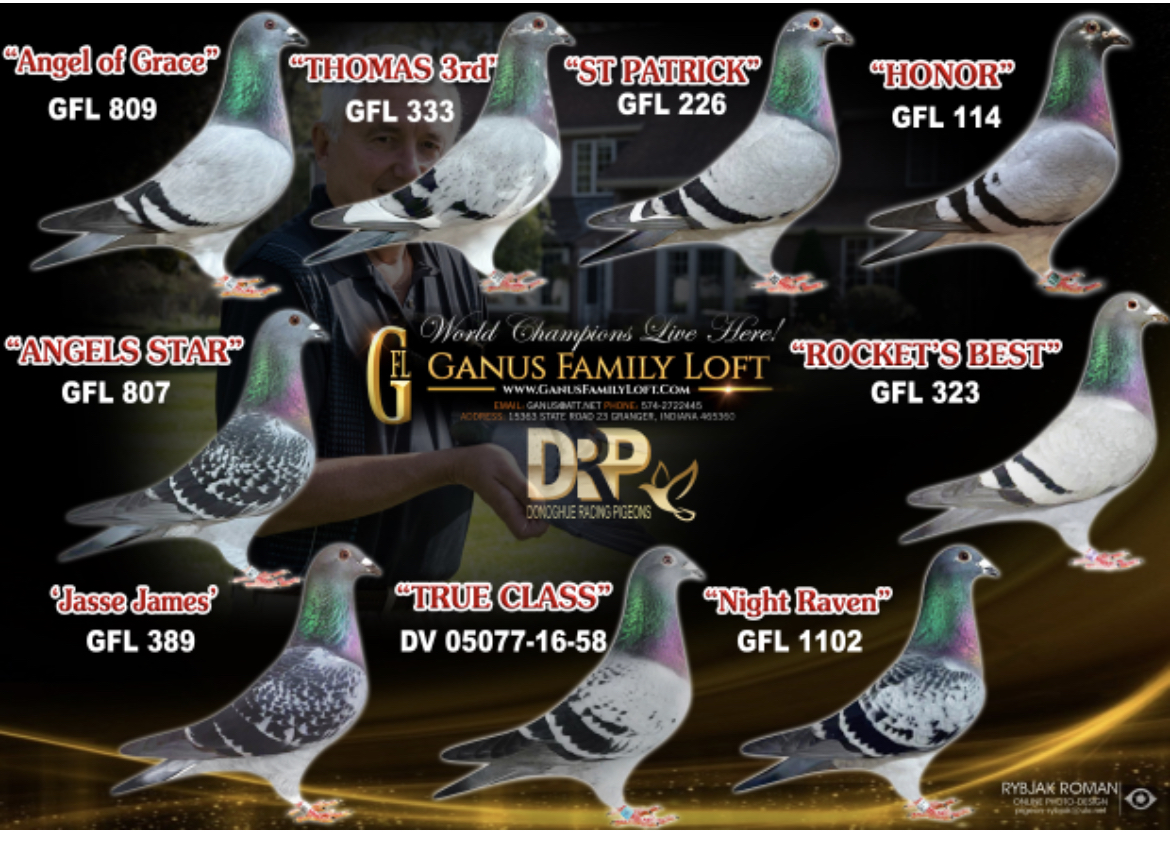 iPigeon.com - Racing Pigeon Auction