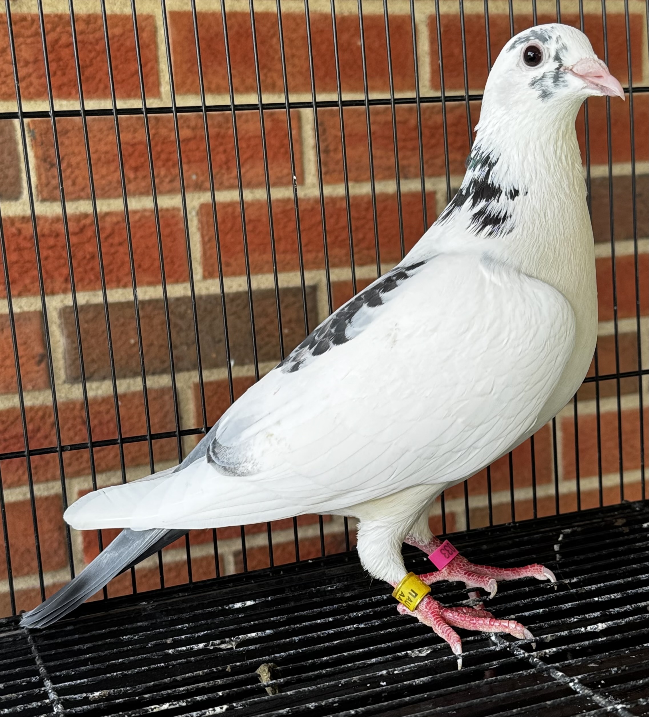 iPigeon.com - Racing Pigeon Auction