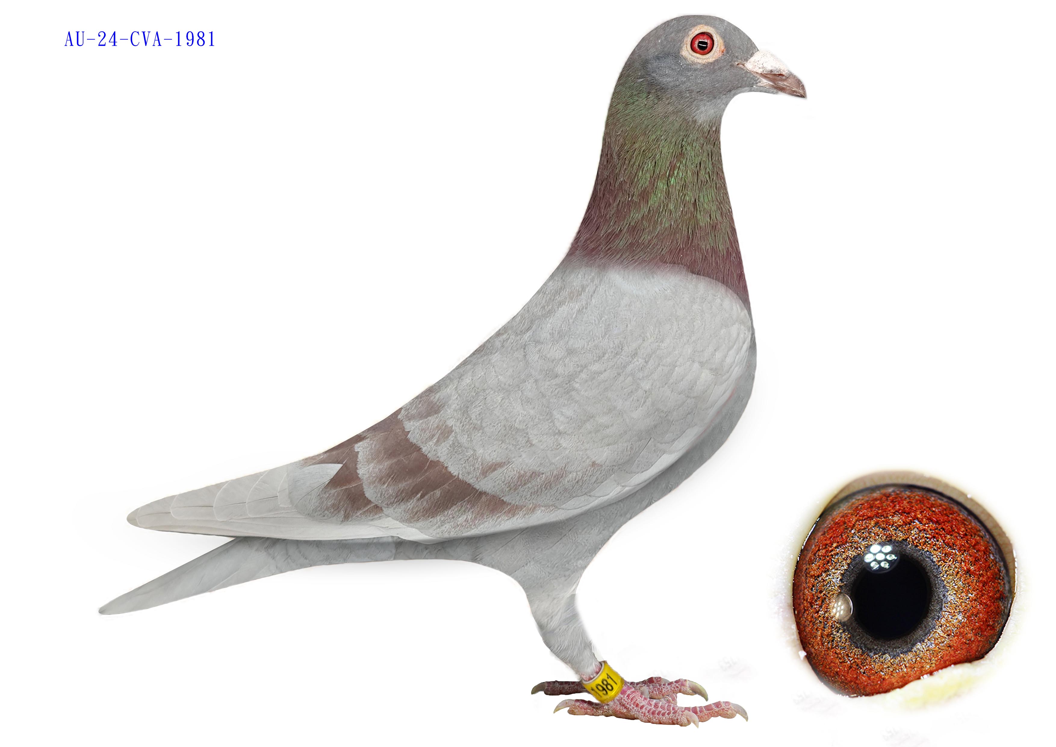 iPigeon.com - Racing Pigeon Auction