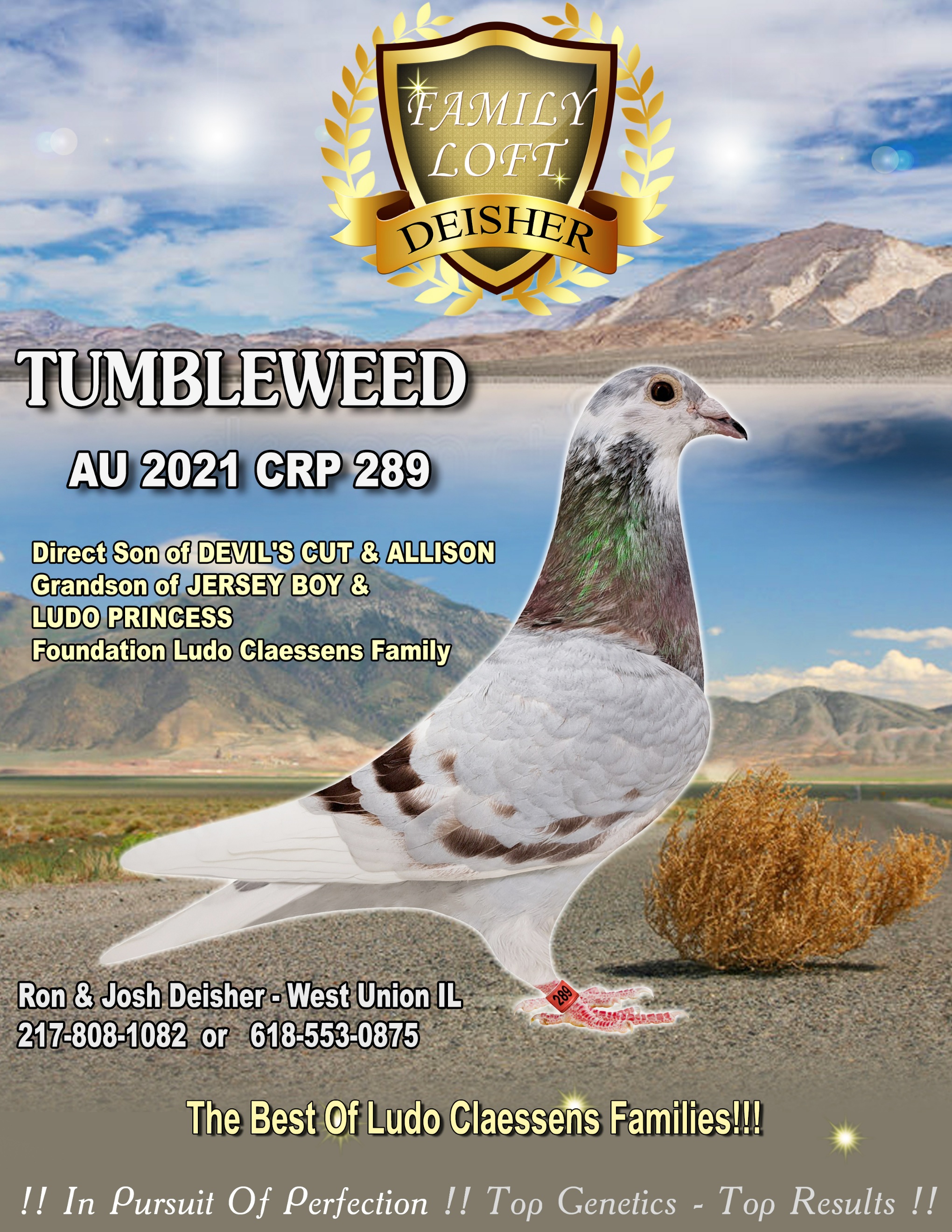 iPigeon.com - Racing Pigeon Auction