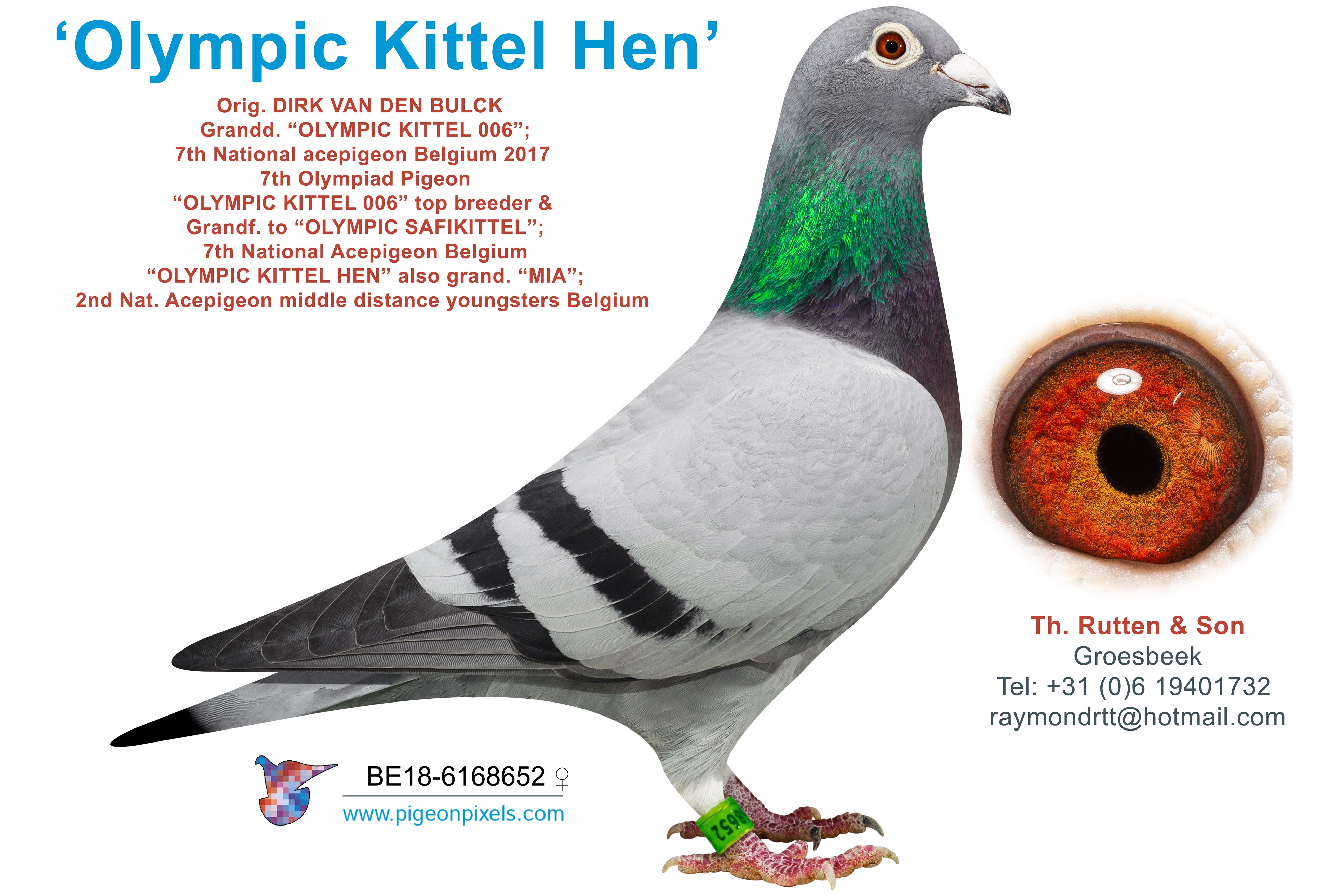 iPigeon.com - Racing Pigeon Auction