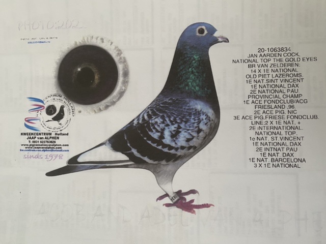 iPigeon.com - Racing Pigeon Auction