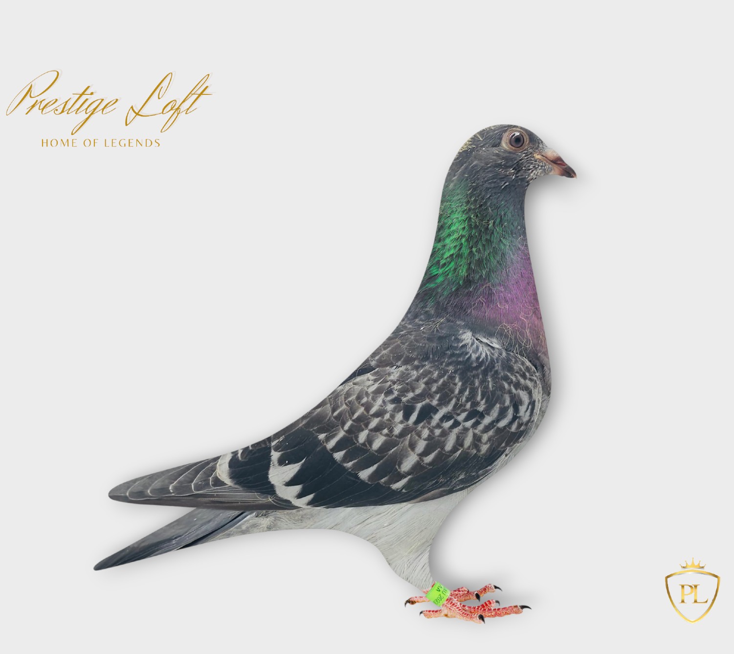 iPigeon.com - Racing Pigeon Auction