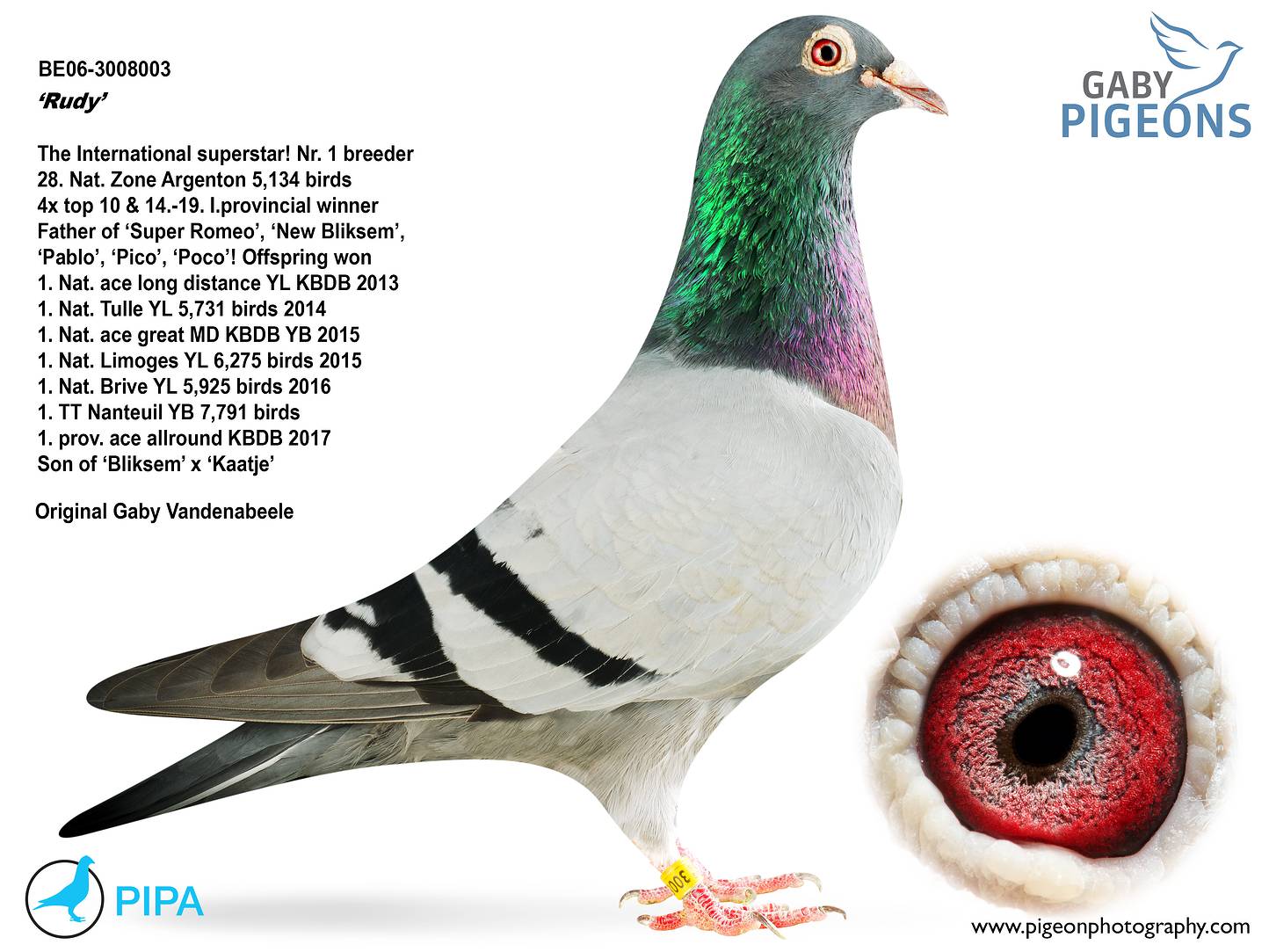 iPigeon.com - Racing Pigeon Auction