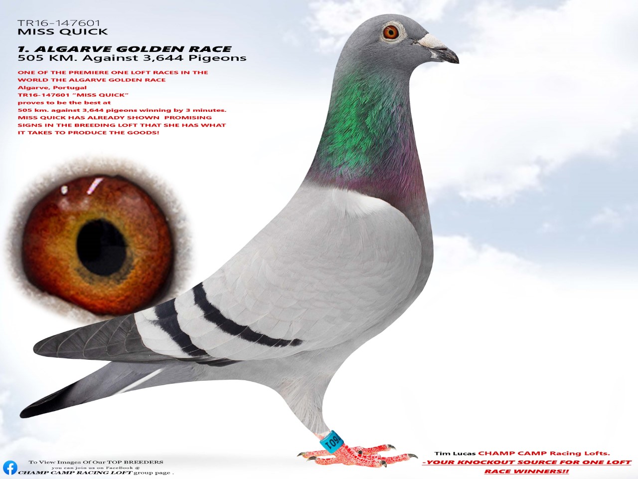 iPigeon.com - Racing Pigeon Auction
