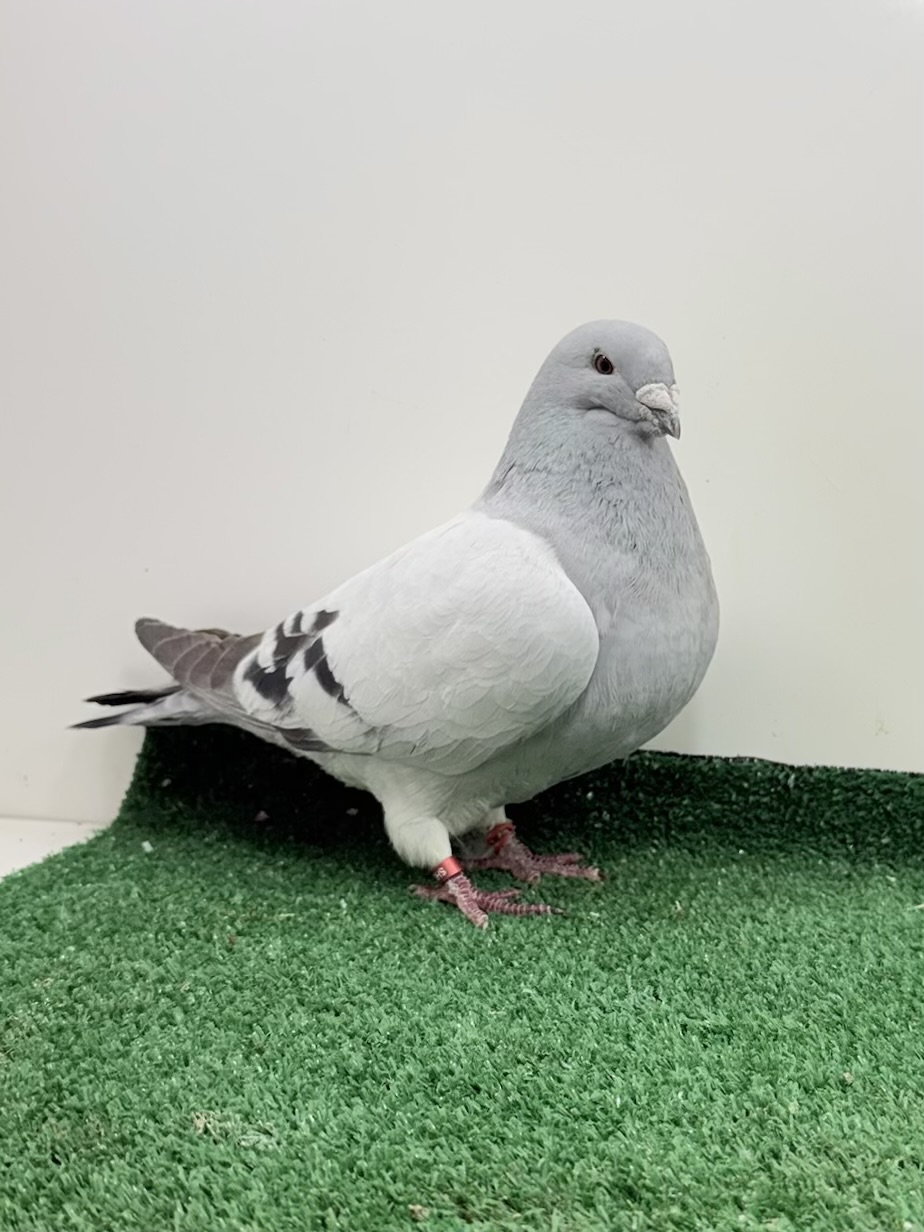 iPigeon.com - Racing Pigeon Auction