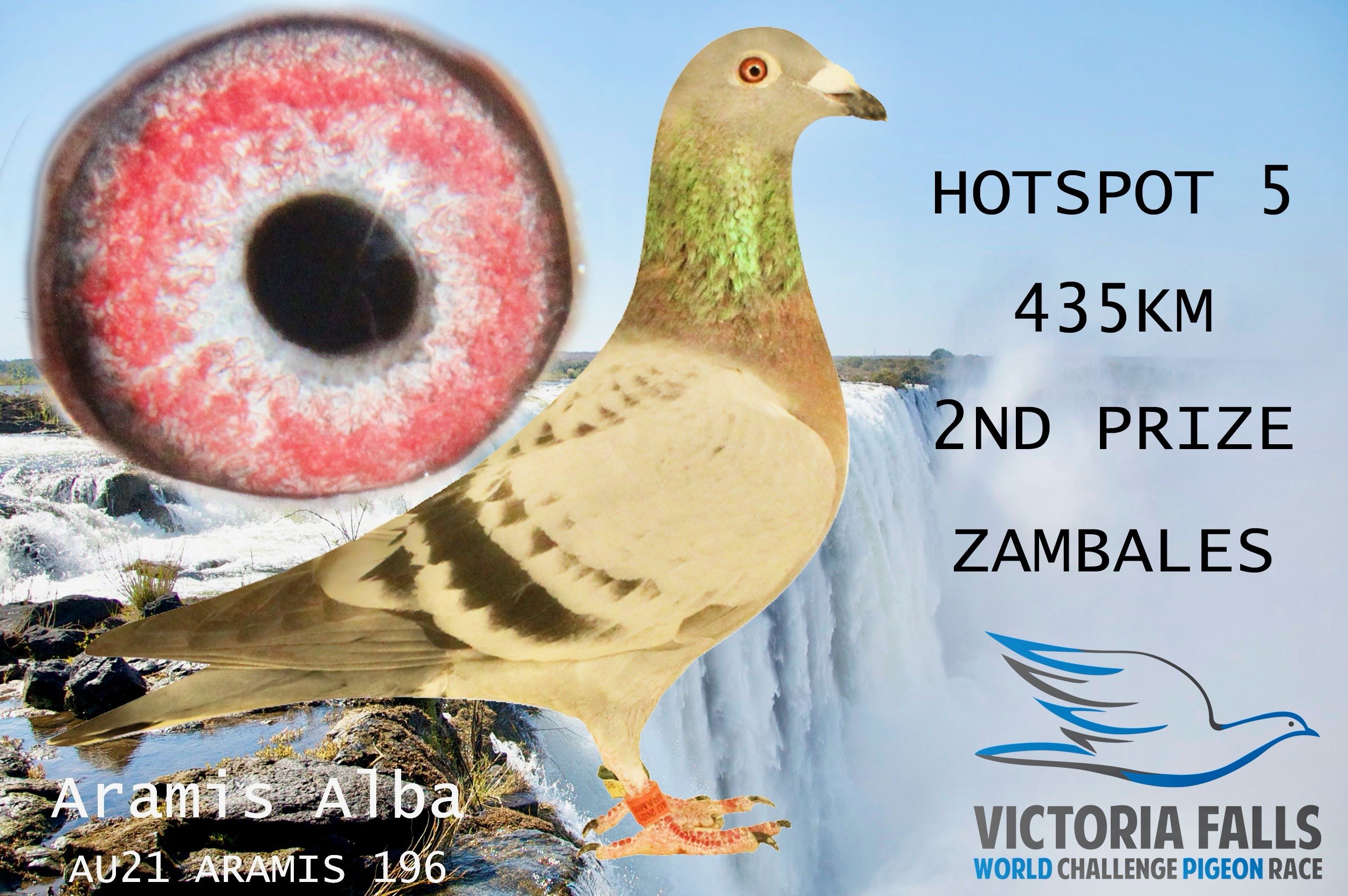 iPigeon.com - Racing Pigeon Auction