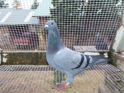 iPigeon.com - Racing Pigeon Auction
