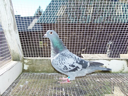 iPigeon.com - Racing Pigeon Auction