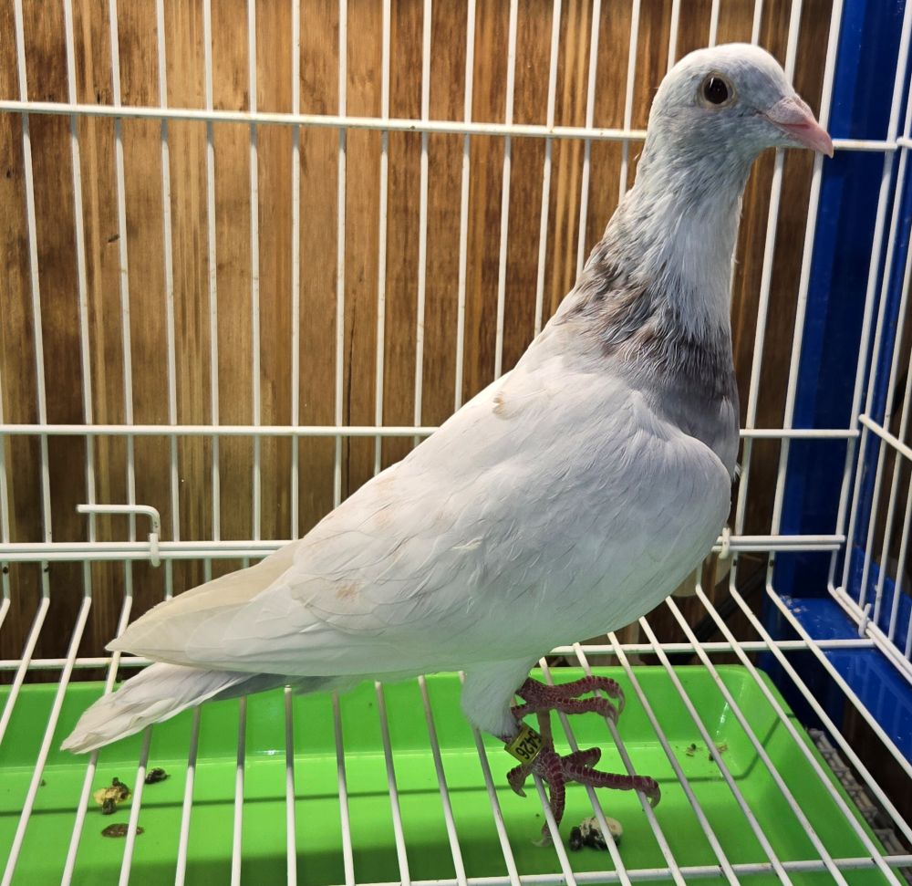 iPigeon.com - Racing Pigeon Auction