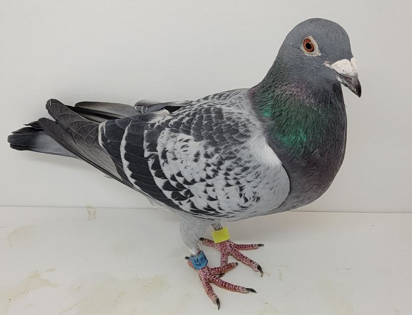 iPigeon.com - Racing Pigeon Auction