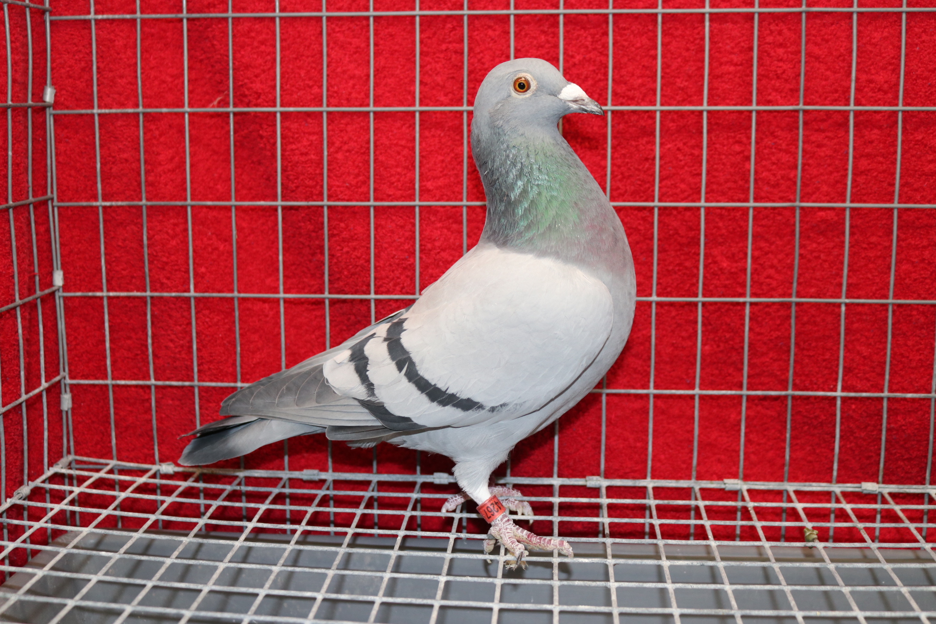 iPigeon.com - Racing Pigeon Auction