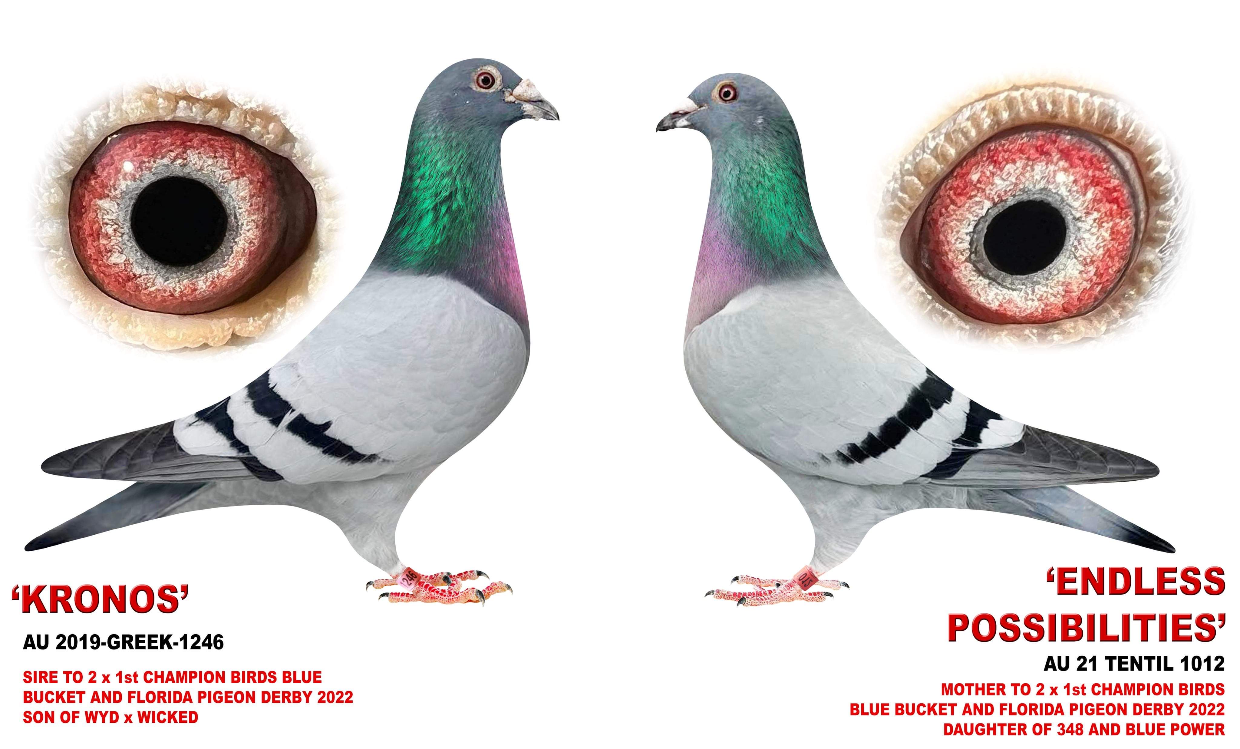 iPigeon.com - Racing Pigeon Auction
