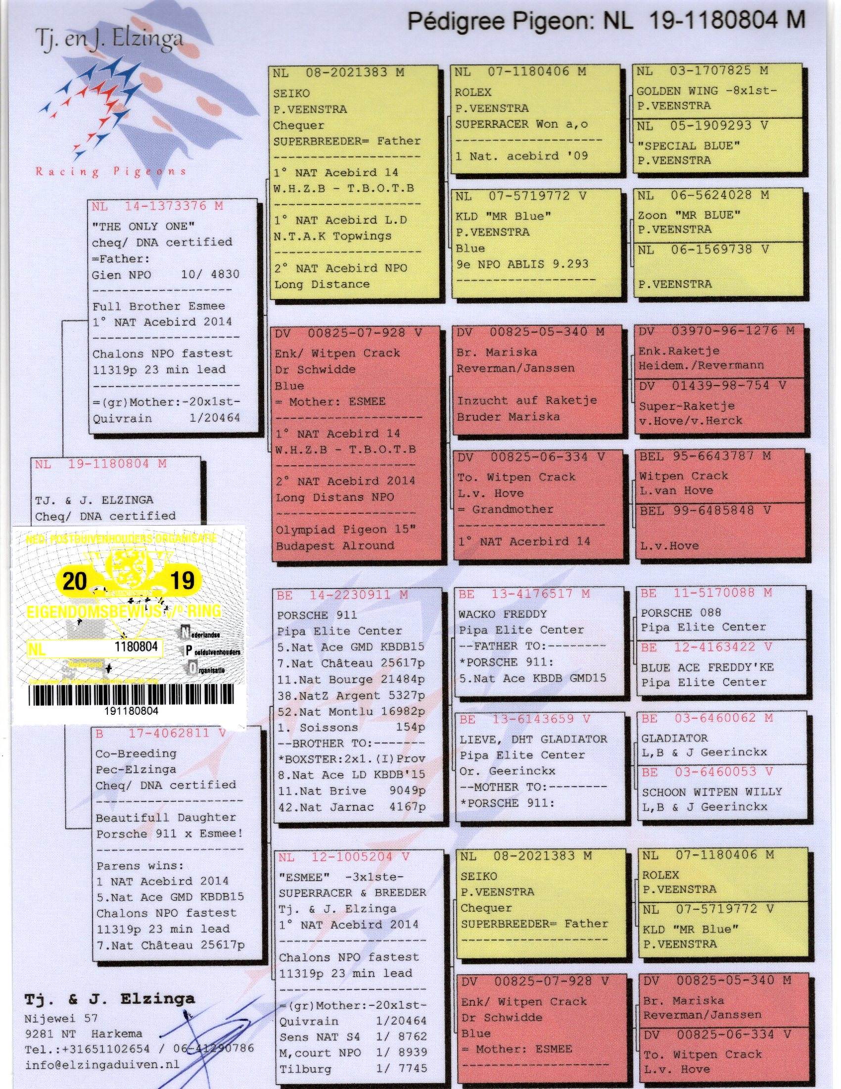 iPigeon.com - Racing Pigeon Auction
