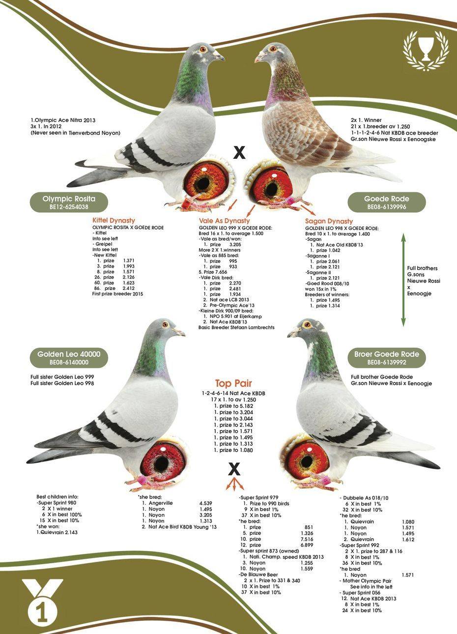 iPigeon.com - Racing Pigeon Auction