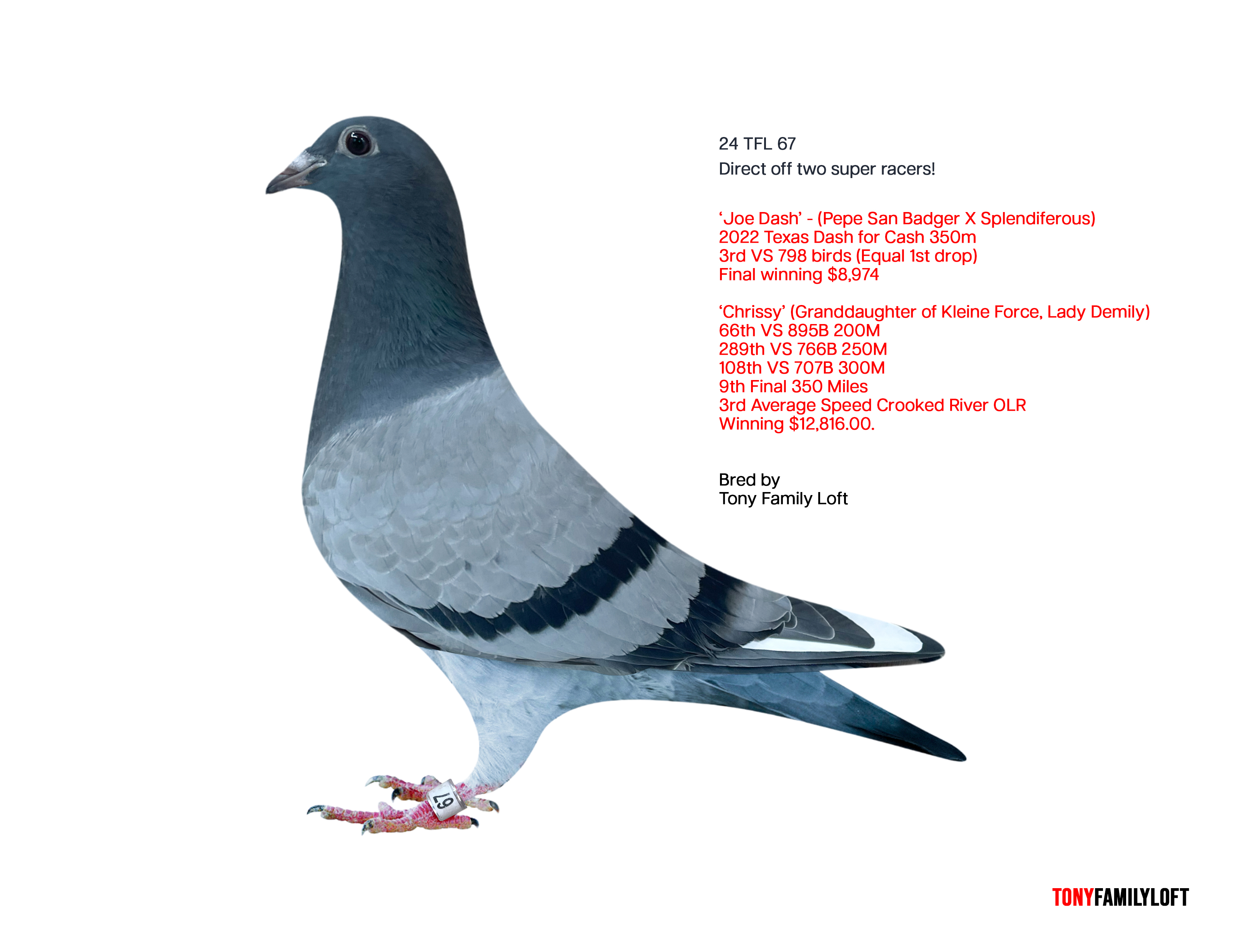 iPigeon.com - Racing Pigeon Auction