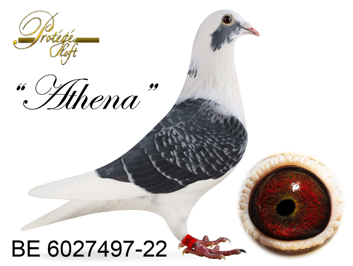 iPigeon.com - Racing Pigeon Auction