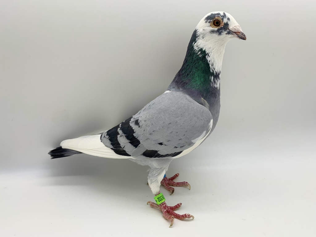 iPigeon.com - Racing Pigeon Auction